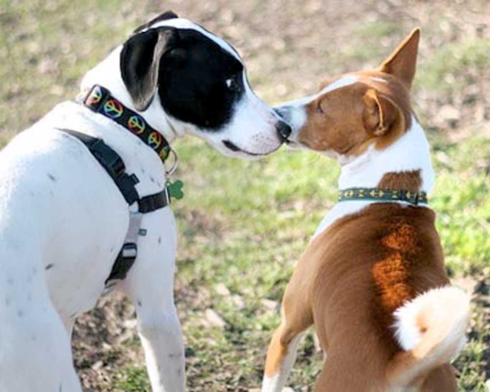 La piloerección en perros: más allá del pelo de punta - Canine Genesis