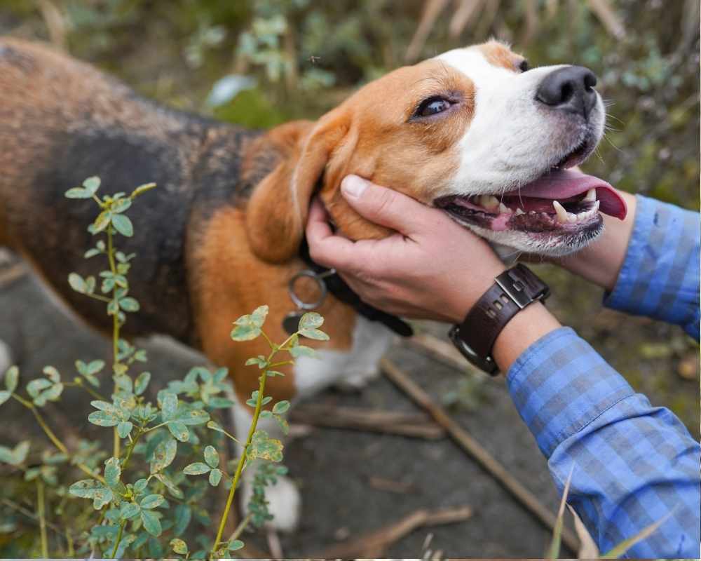 ¿Cómo saludar a un perro de manera adecuada? - Canine Genesis