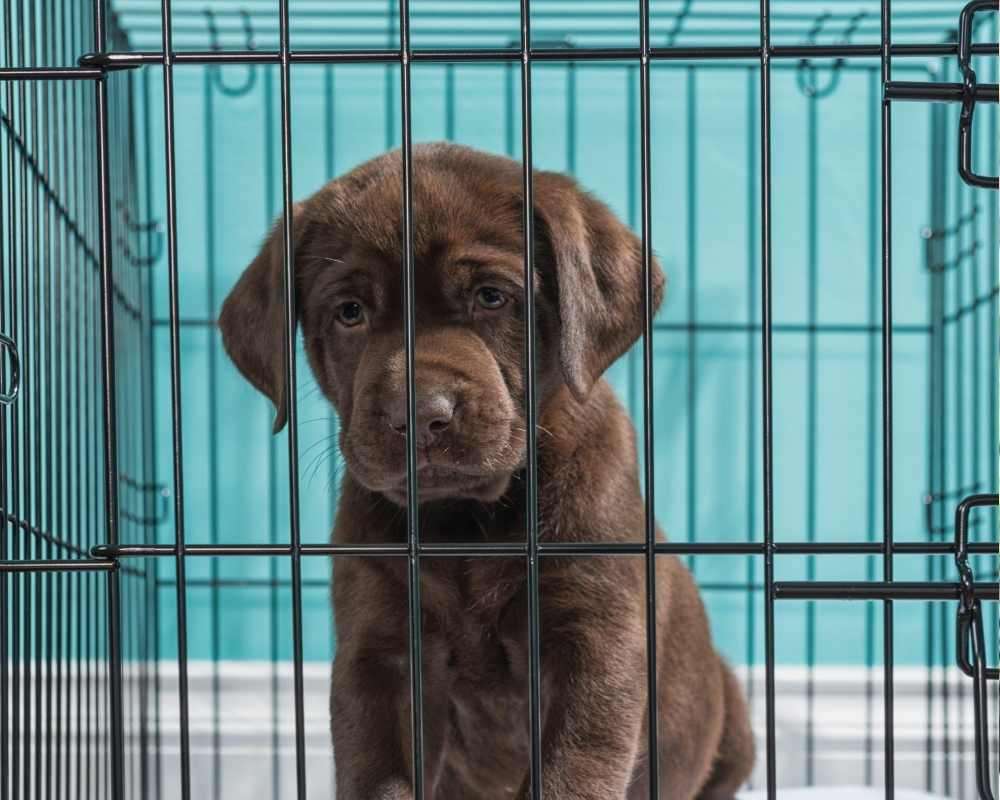 El Síndrome del Perro Escaparate: las secuelas para el perro - Canine ...