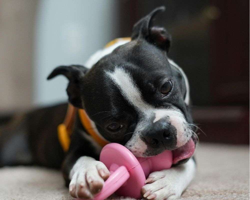 ¿Por qué mi perro muerde todo? Causas científicas y soluciones basadas ...