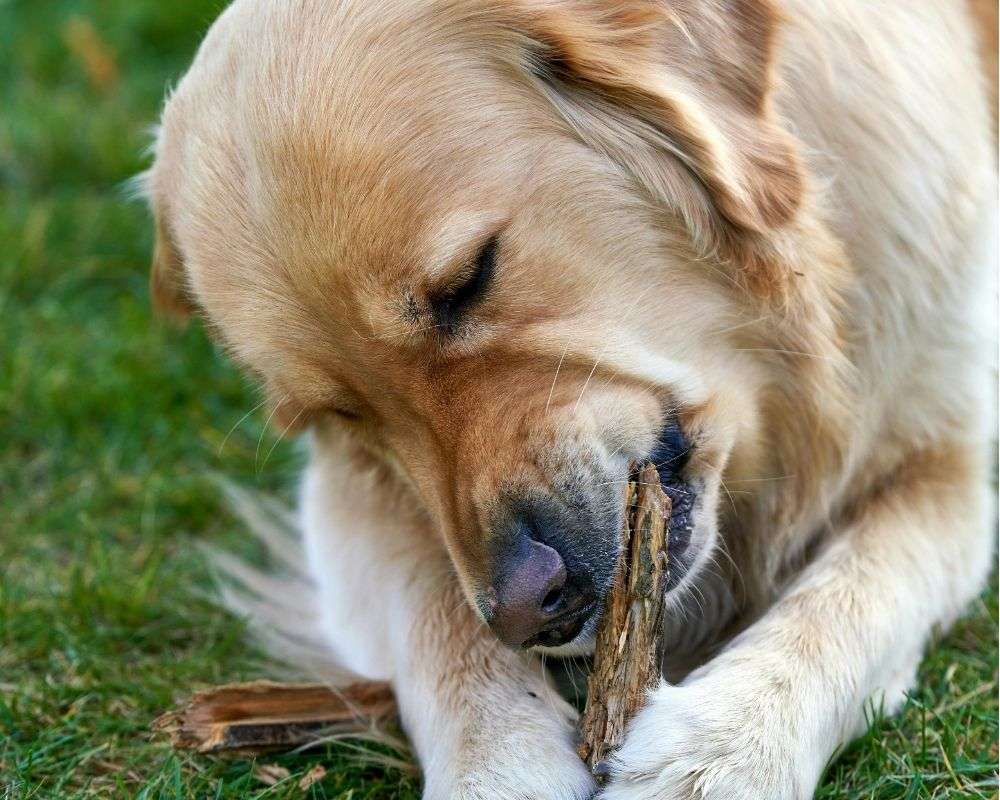 Masticación en perros: comportamiento natural, bienestar y vínculo ...